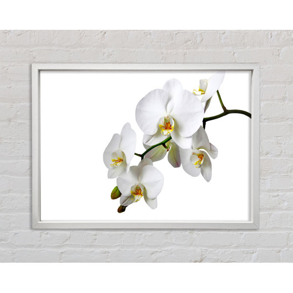 Ebern Designs Weiße Orchidee Schönheit - Einzelner Bilderrahmen Kunstdrucke auf Leinwand ...